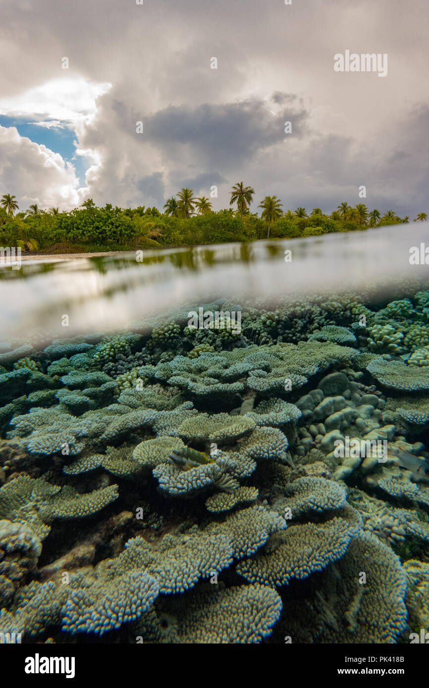 Snorkeling in the south pass of Fakarava Atoll in the Tuamotus of ...