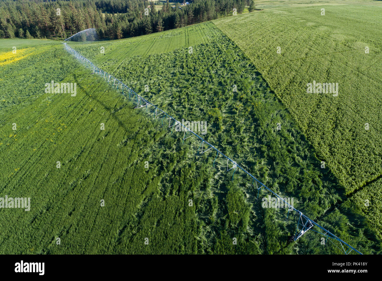 Aerial view of green field Stock Photo - Alamy