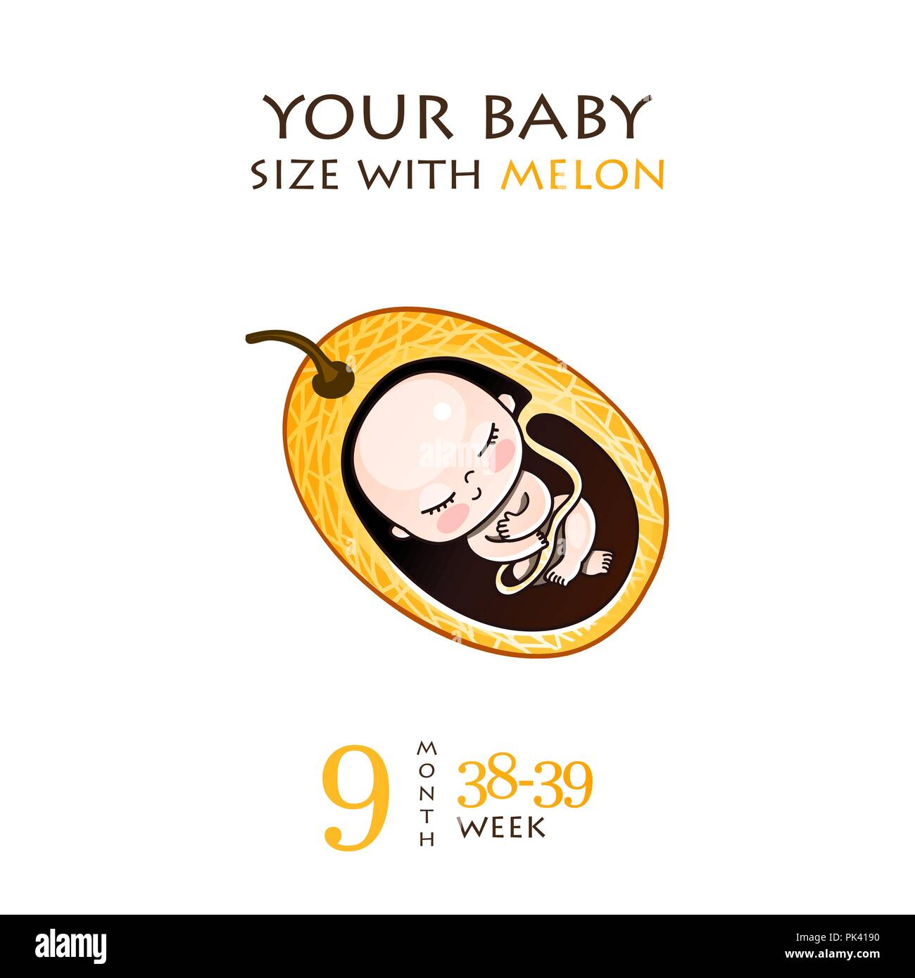 Stages of development of pregnancy, the size of the embryo for weeks ...