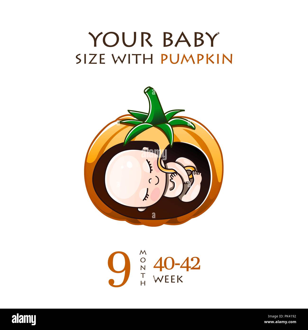 Stages of development of pregnancy, the size of the embryo for weeks ...