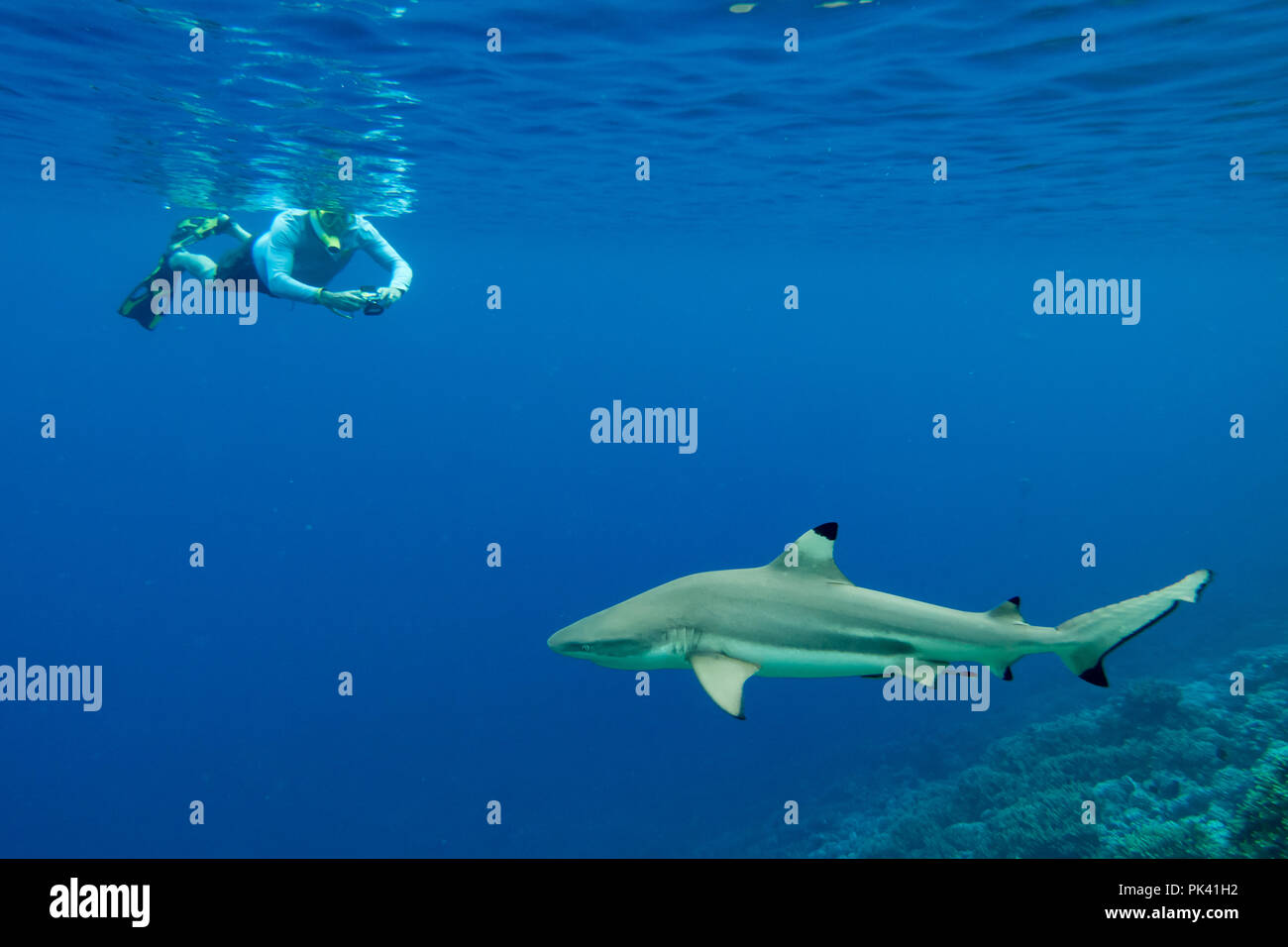 Snorkeling with Black-tip reef sharks in the south pass of Fakarava ...