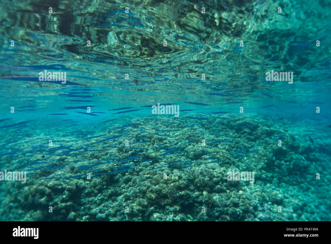 Snorkeling in the south pass of Fakarava Atoll in the Tuamotus of ...