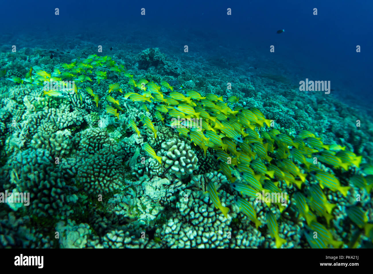 Tropical reef fish polynesia hi-res stock photography and images - Alamy