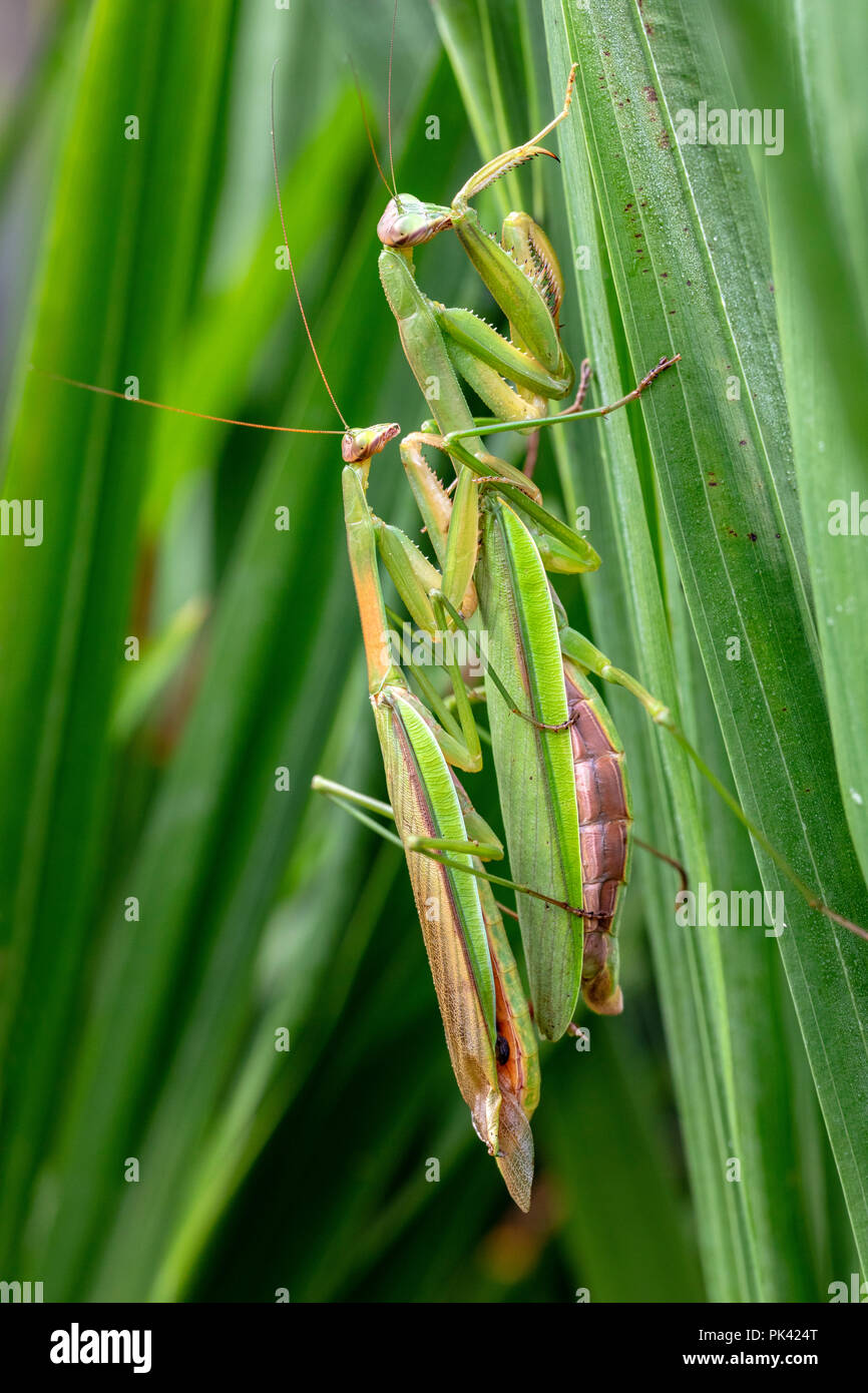 Close-up of Praying Mantises Mating - North Carolina Arboretum ...
