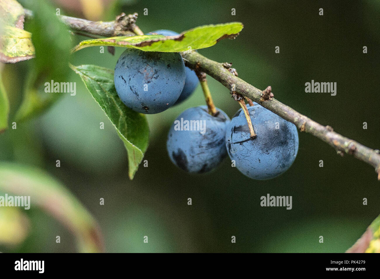 Damson tree hi-res stock photography and images - Alamy