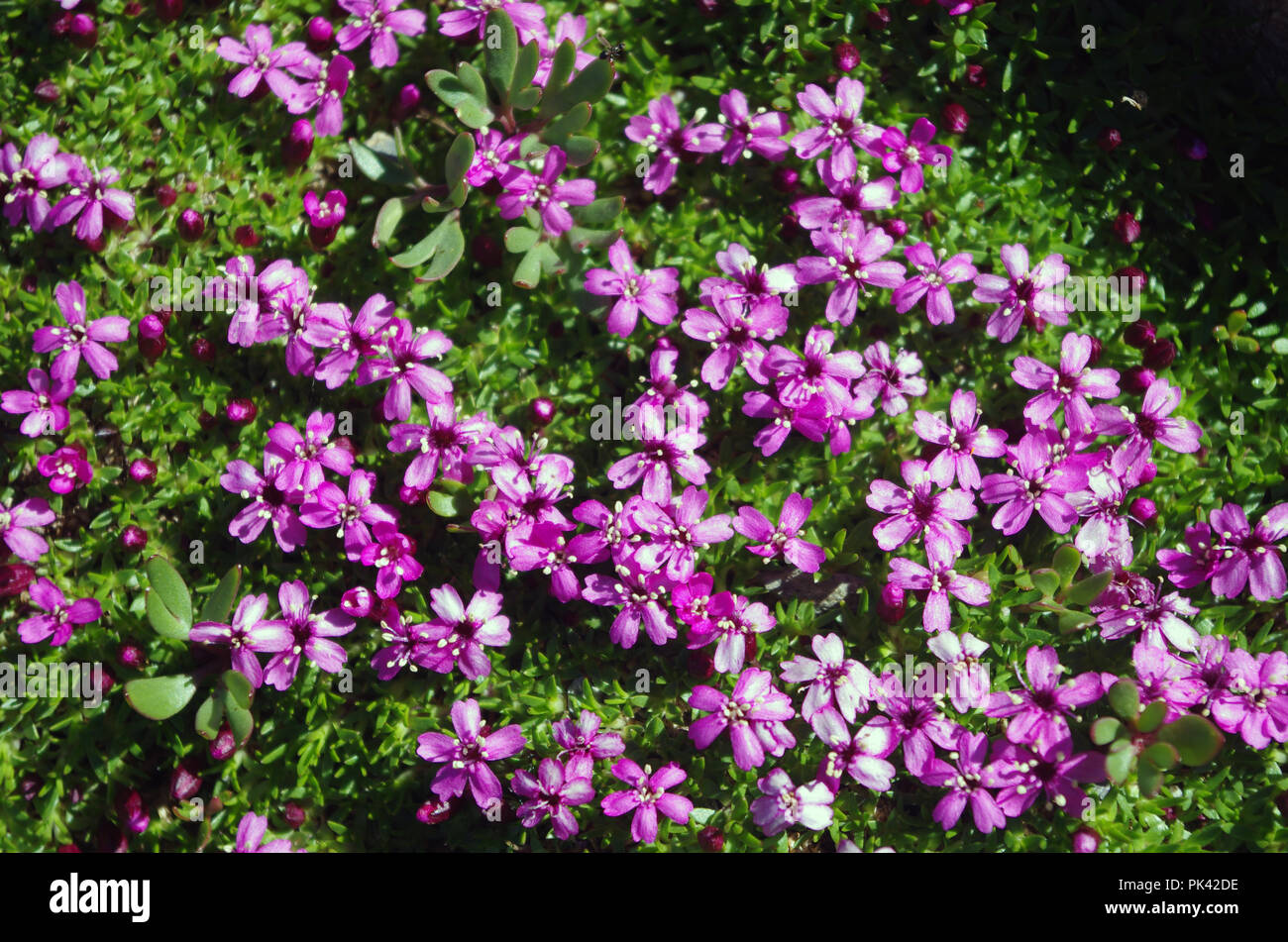 Small pink mountain flower in the Alps in France Stock Photo - Alamy