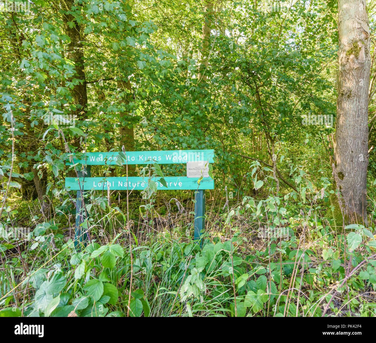 The Kings Wood (Kingswood) local nature reserve at Corby, England, a ...