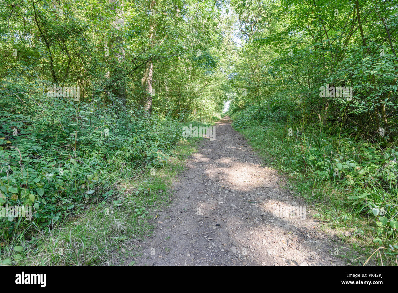 Medieval royal hunting forest hi-res stock photography and images - Alamy