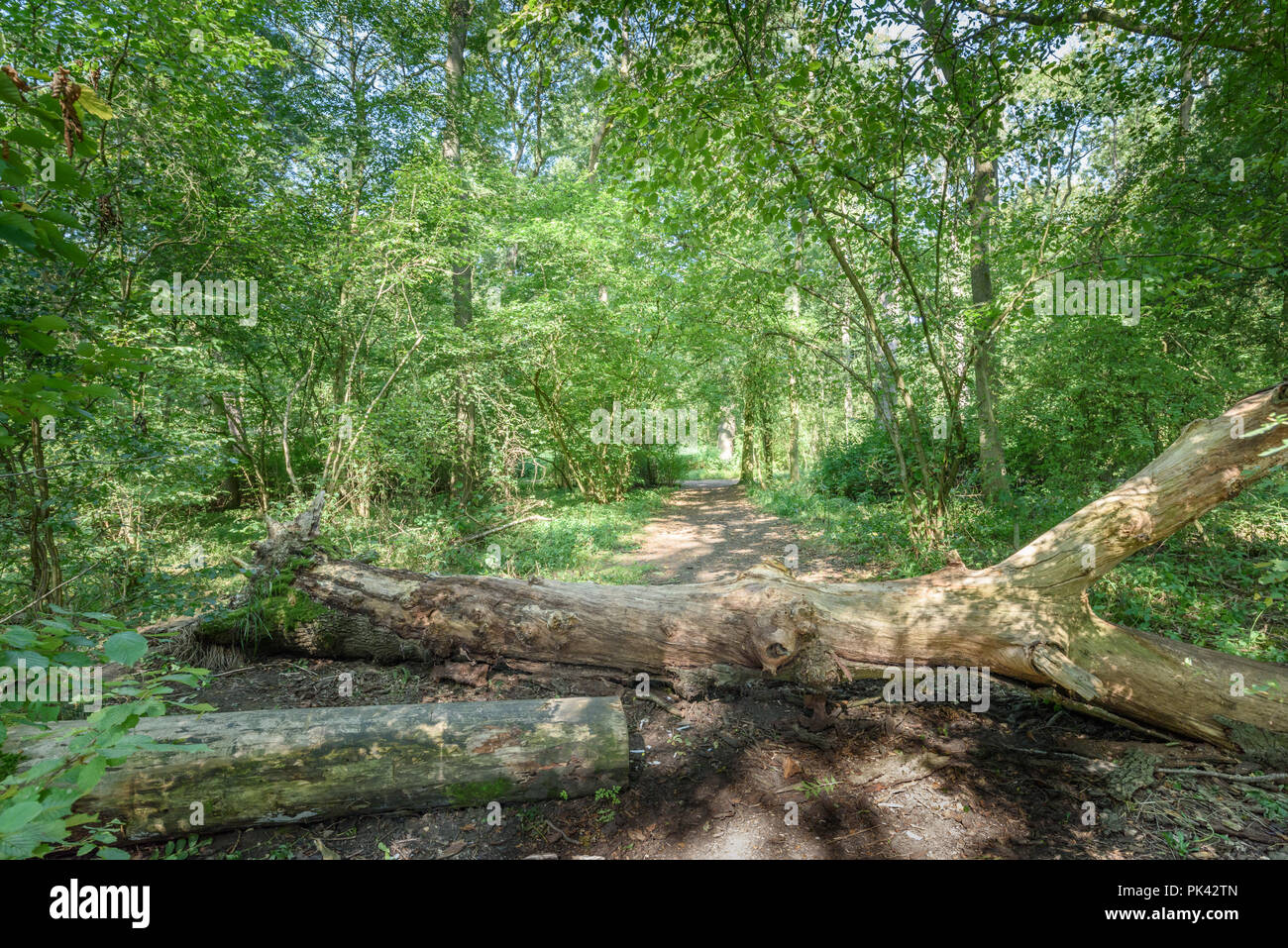 Rockingham Forest High Resolution Stock Photography and Images - Alamy