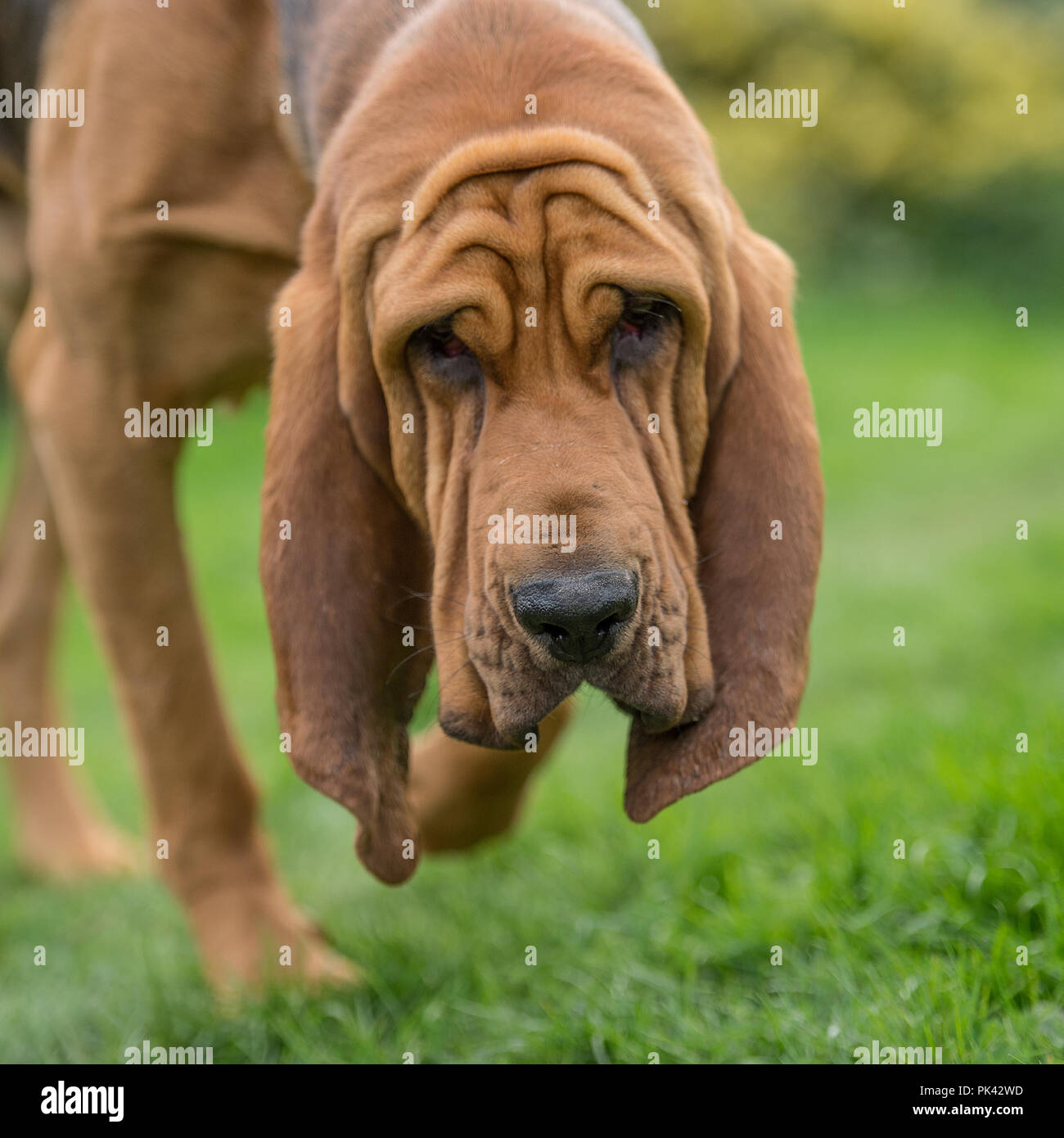 Bloodhound Sniffing High Resolution Stock Photography and Images - Alamy