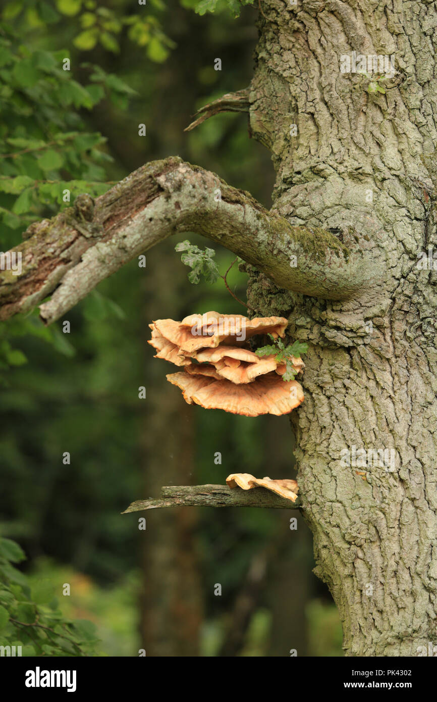 Uk trees fungus hi-res stock photography and images - Alamy
