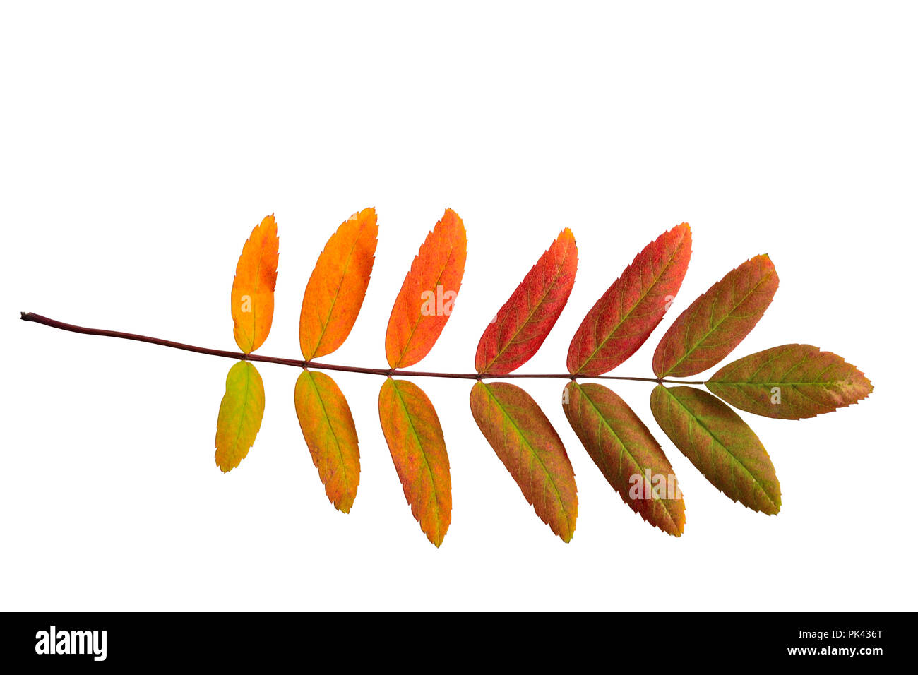 Single bright multi-colored leaf of ashberry painted in a palette of ...