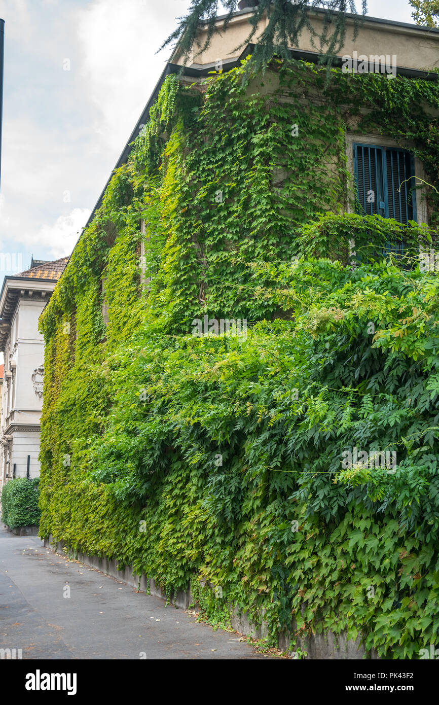 View of house facade with wall and windows, covered by overgrown ...