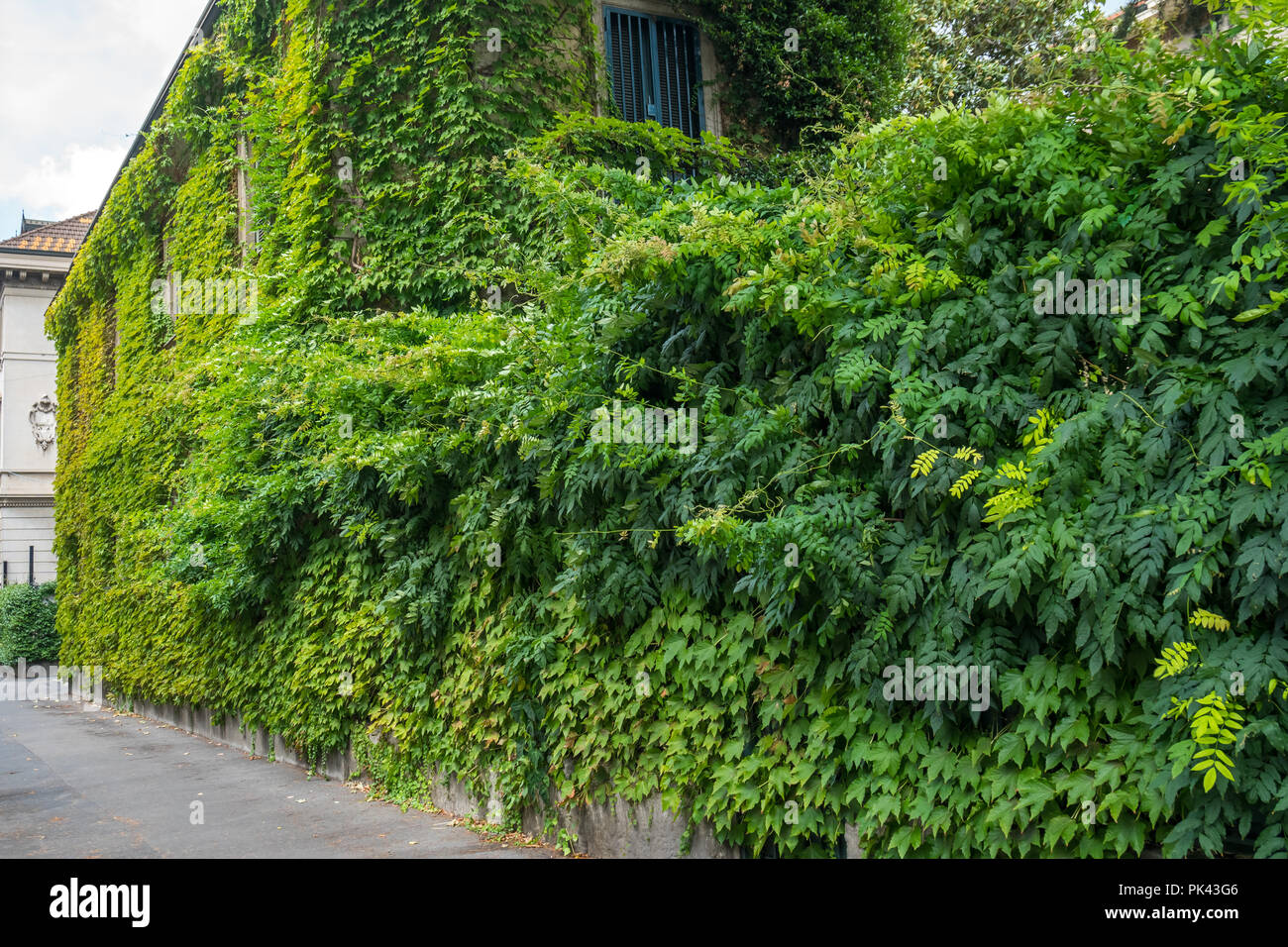 View of house facade with wall and windows, covered by overgrown ...