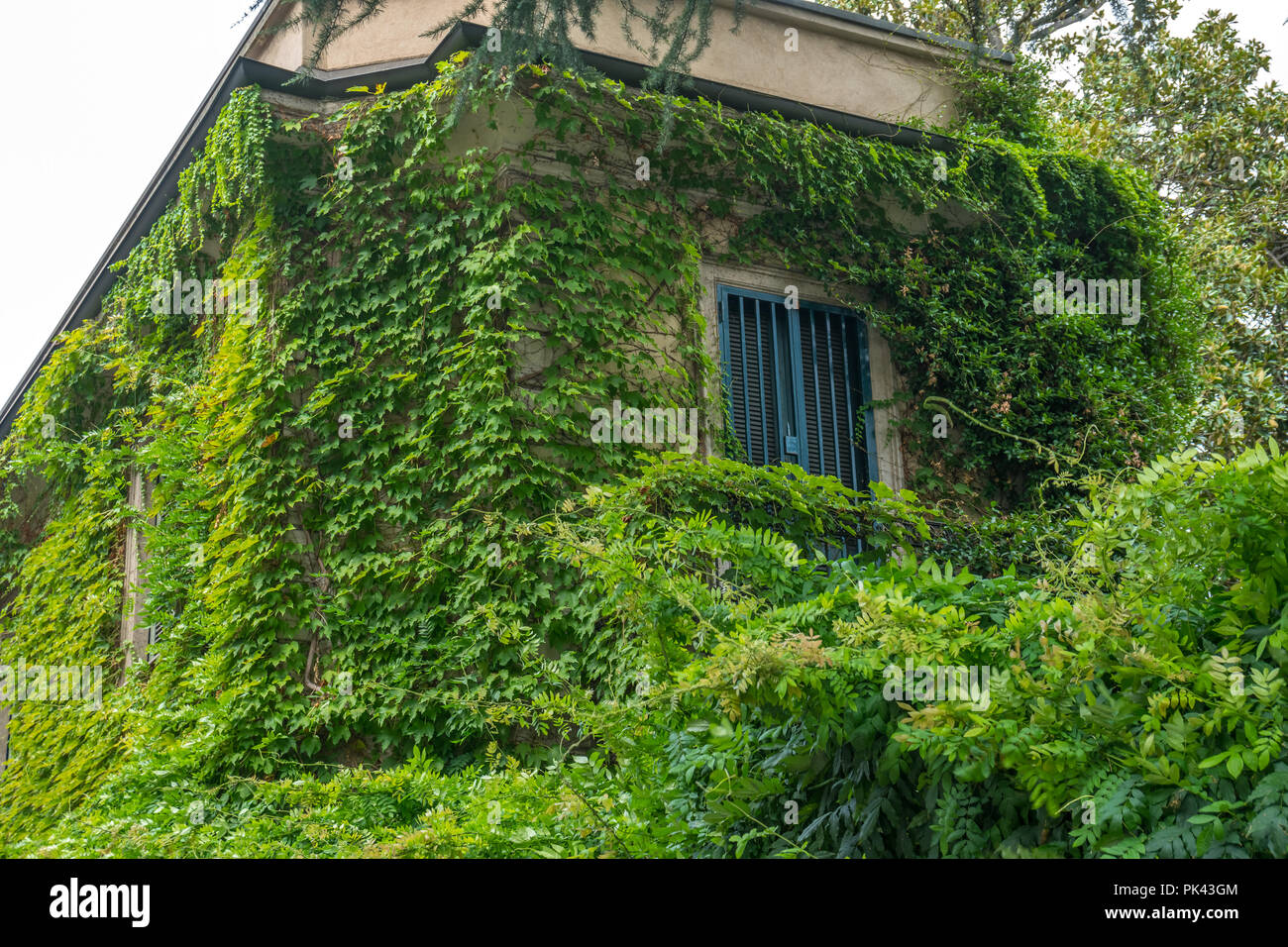 View of house facade with wall and windows, covered by overgrown ...