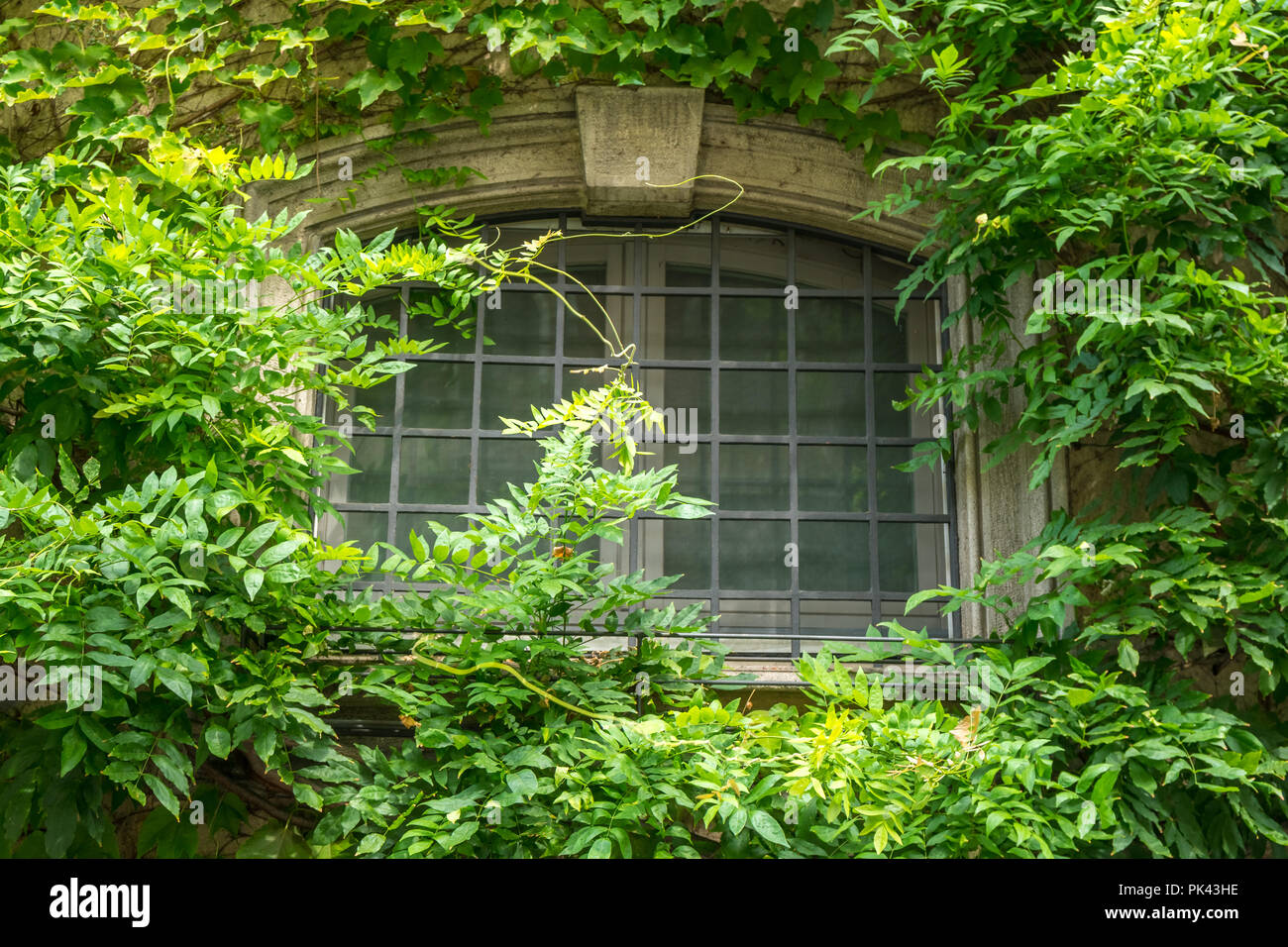 View of house facade with wall and windows, covered by overgrown ...