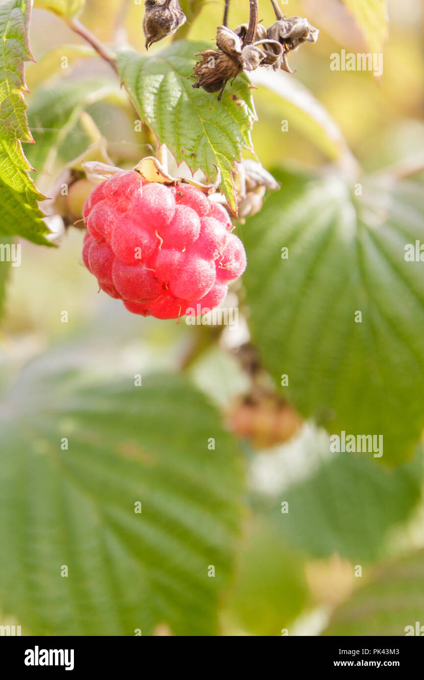 Raspberry Bush in summer with Mature berries in Sunny weather Stock ...