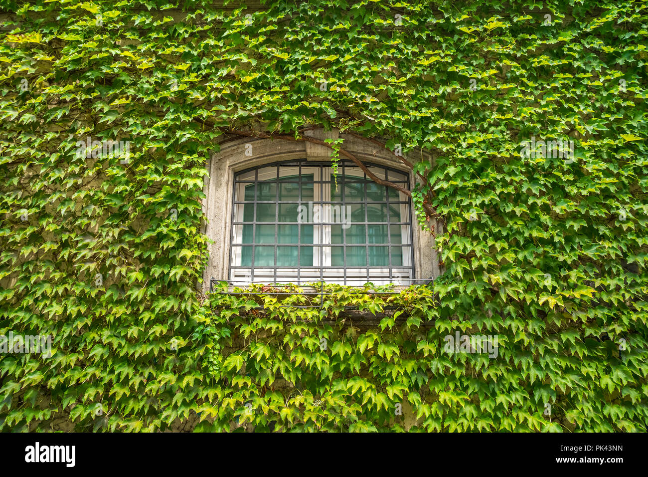 View of house facade with wall and windows, covered by overgrown ...
