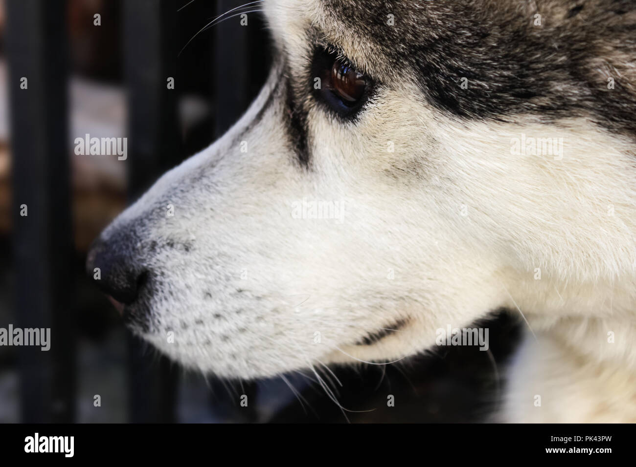 Sad, sleepy Siberian husky close-up and selective focus in the eye ...