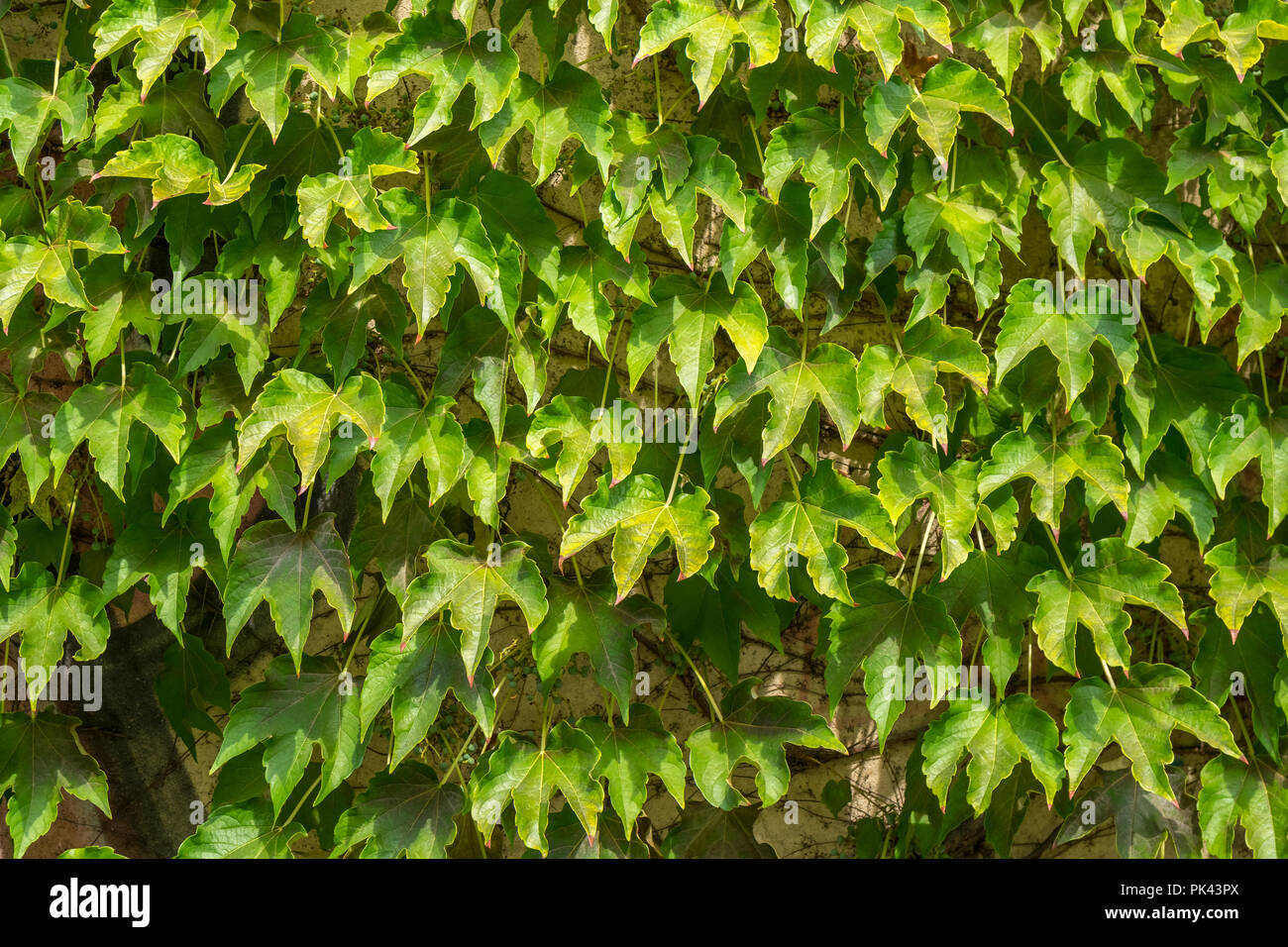 View of house facade with wall and windows, covered by overgrown ...