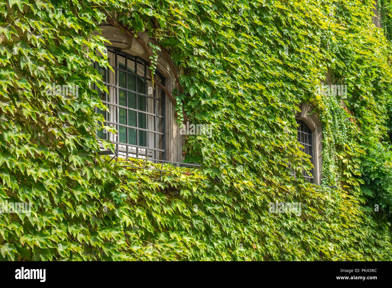 View of house facade with wall and windows, covered by overgrown ...