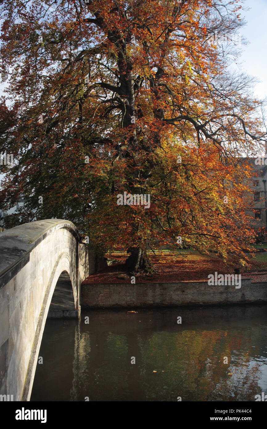King's College Bridge and Autumn colour, King's College, Cambridge ...