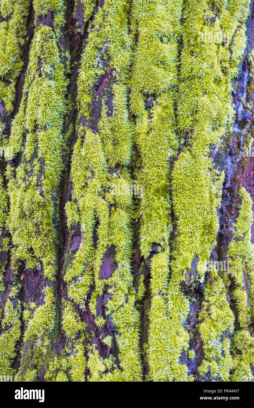 Smooth Old tree bark background with moss.Tree bark texture for ...