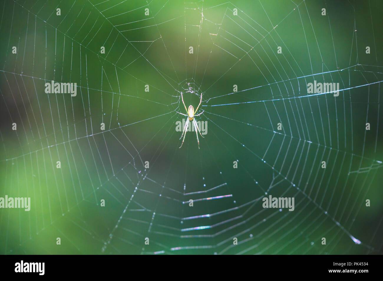 Colorful Spider on a web in the garden of himalayas. Himalayan Spider ...