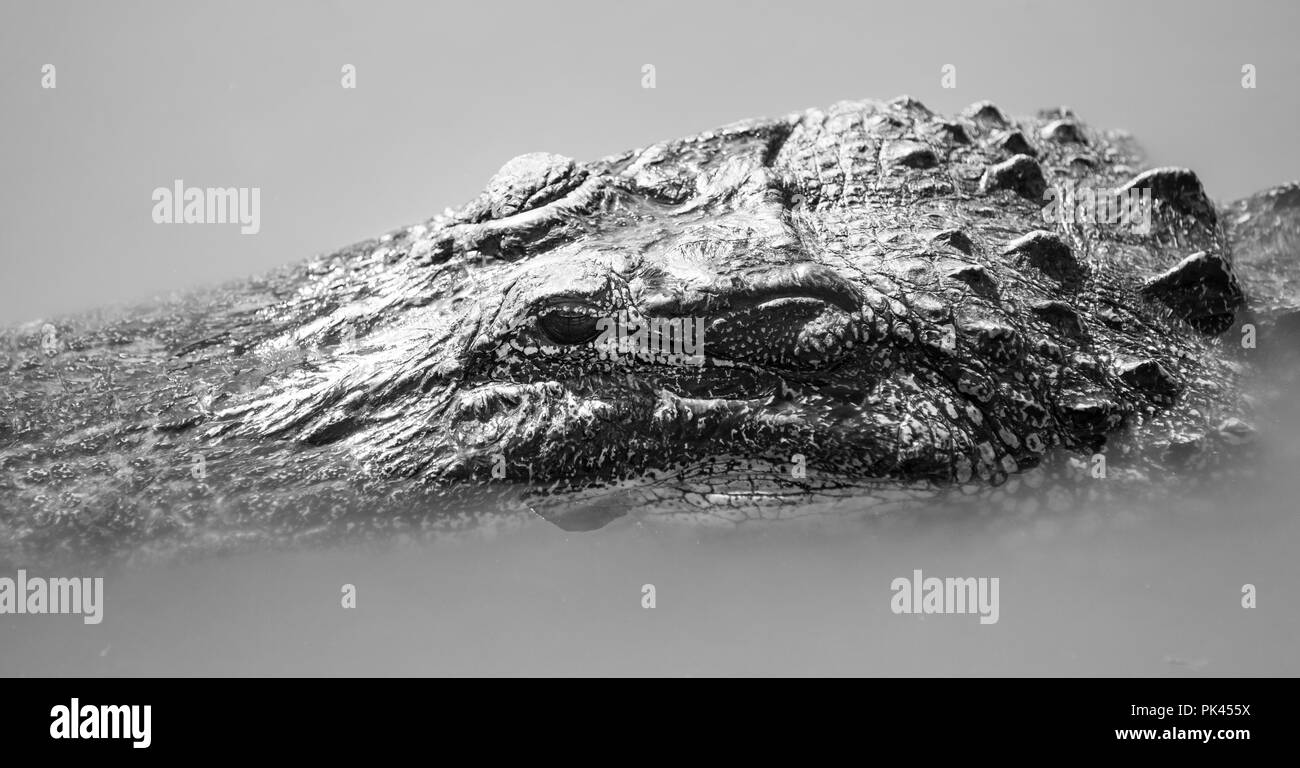 An adult alligator surfaces long enough to catch some sun and a few ...