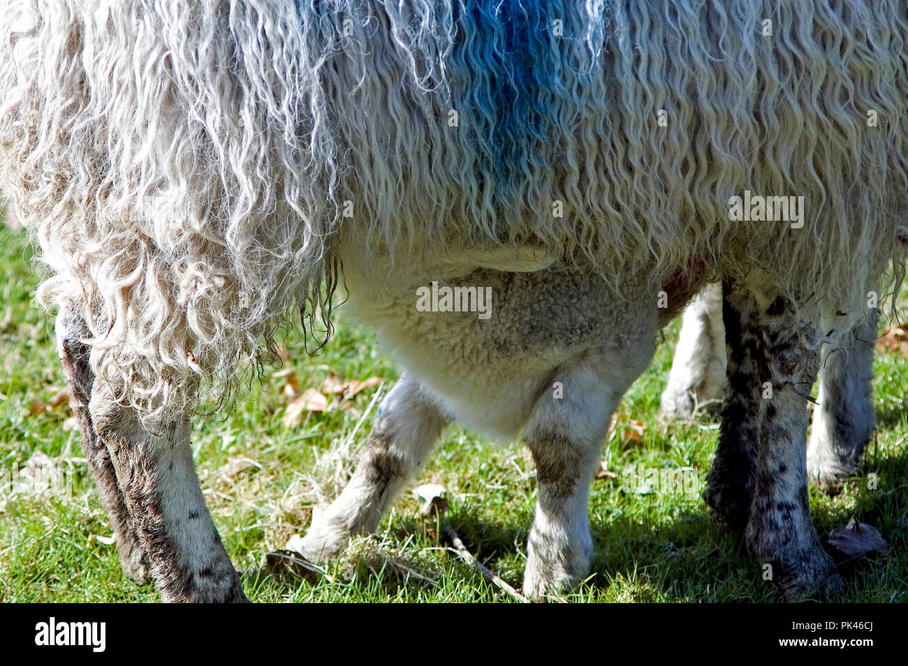 Sheep muddy field hi-res stock photography and images - Alamy