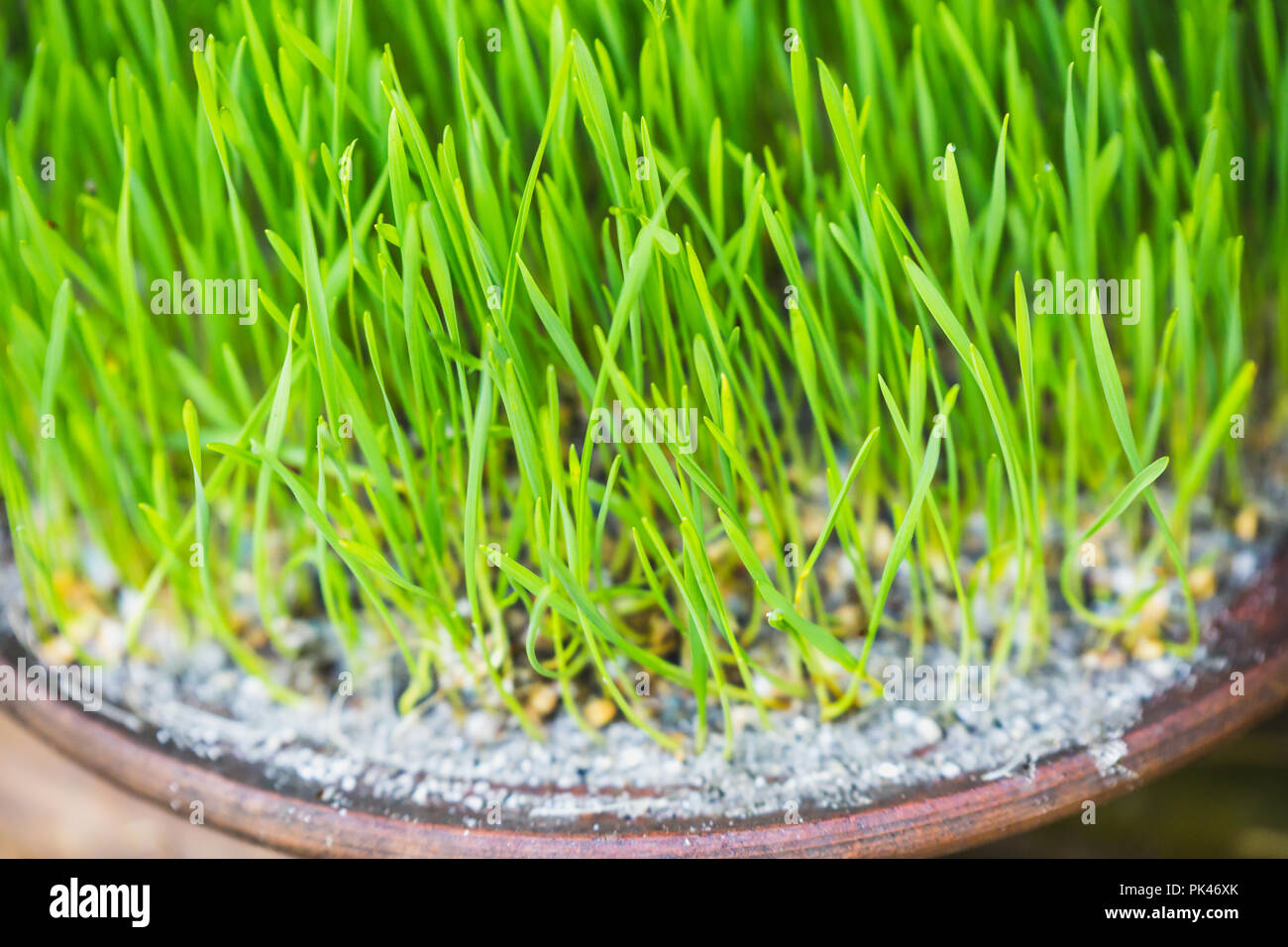 Growing barley green wheat hi-res stock photography and images - Alamy