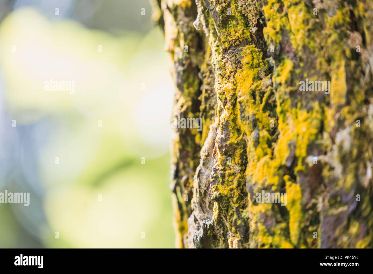 Smooth Old Oak tree bark background with copy space.Tree bark texture ...