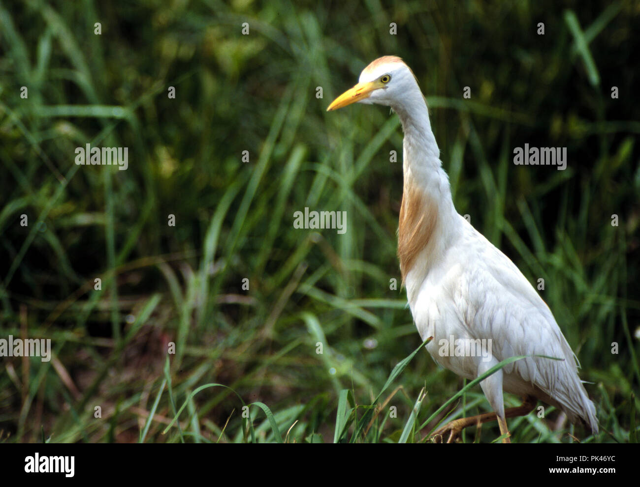 Birds7/122001 -- Cattle Egert Stock Photo - Alamy