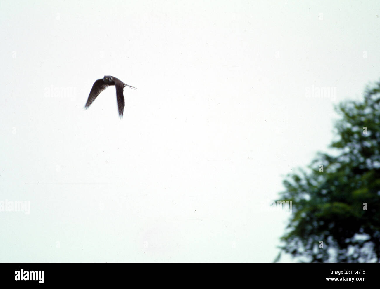 American kestrel nest hi-res stock photography and images - Alamy