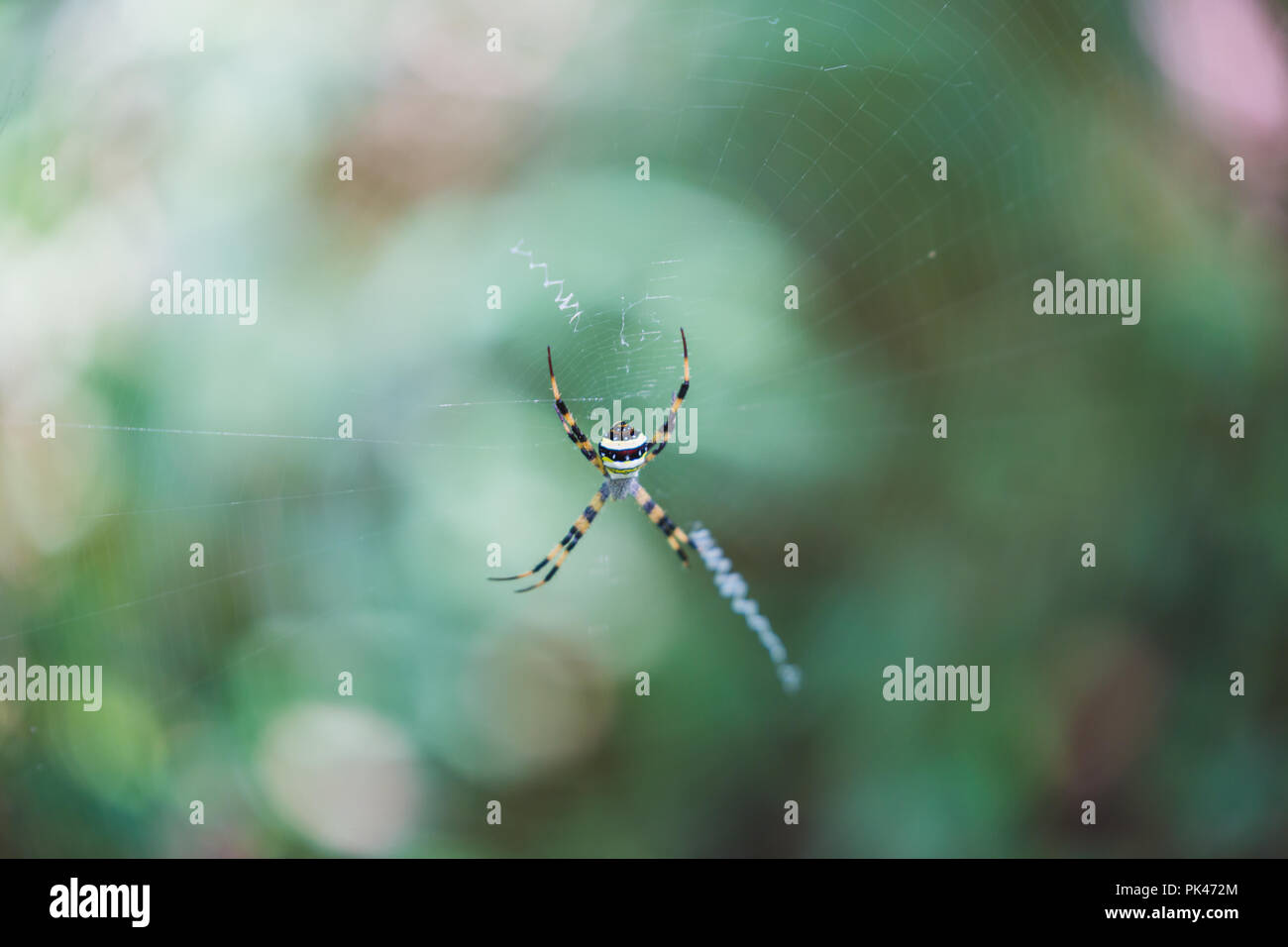 Colorful Spider on a web in the garden of himalayas. Himalayan Spider ...