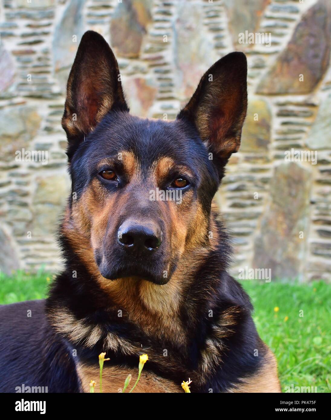 Portrait of a German Shepherd Dog Stock Photo - Alamy