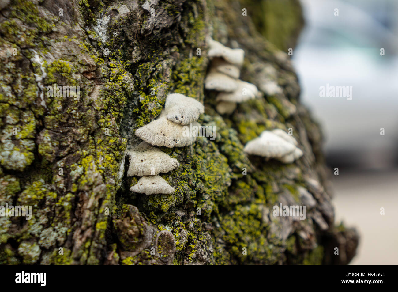 Tree mushooms hi-res stock photography and images - Alamy