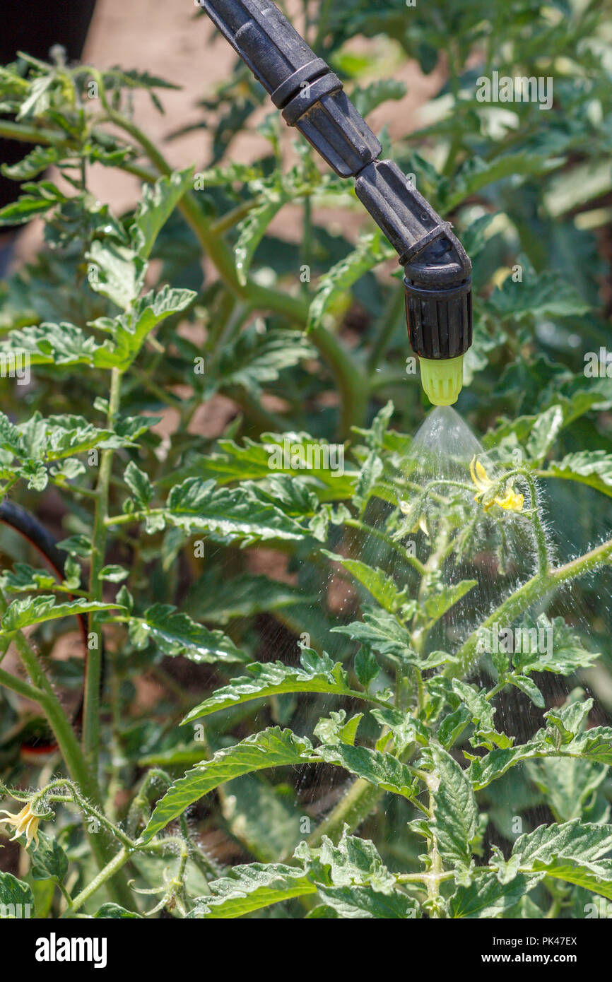 Spraying of tomato bushes. Protecting tomato plants from fungal disease ...