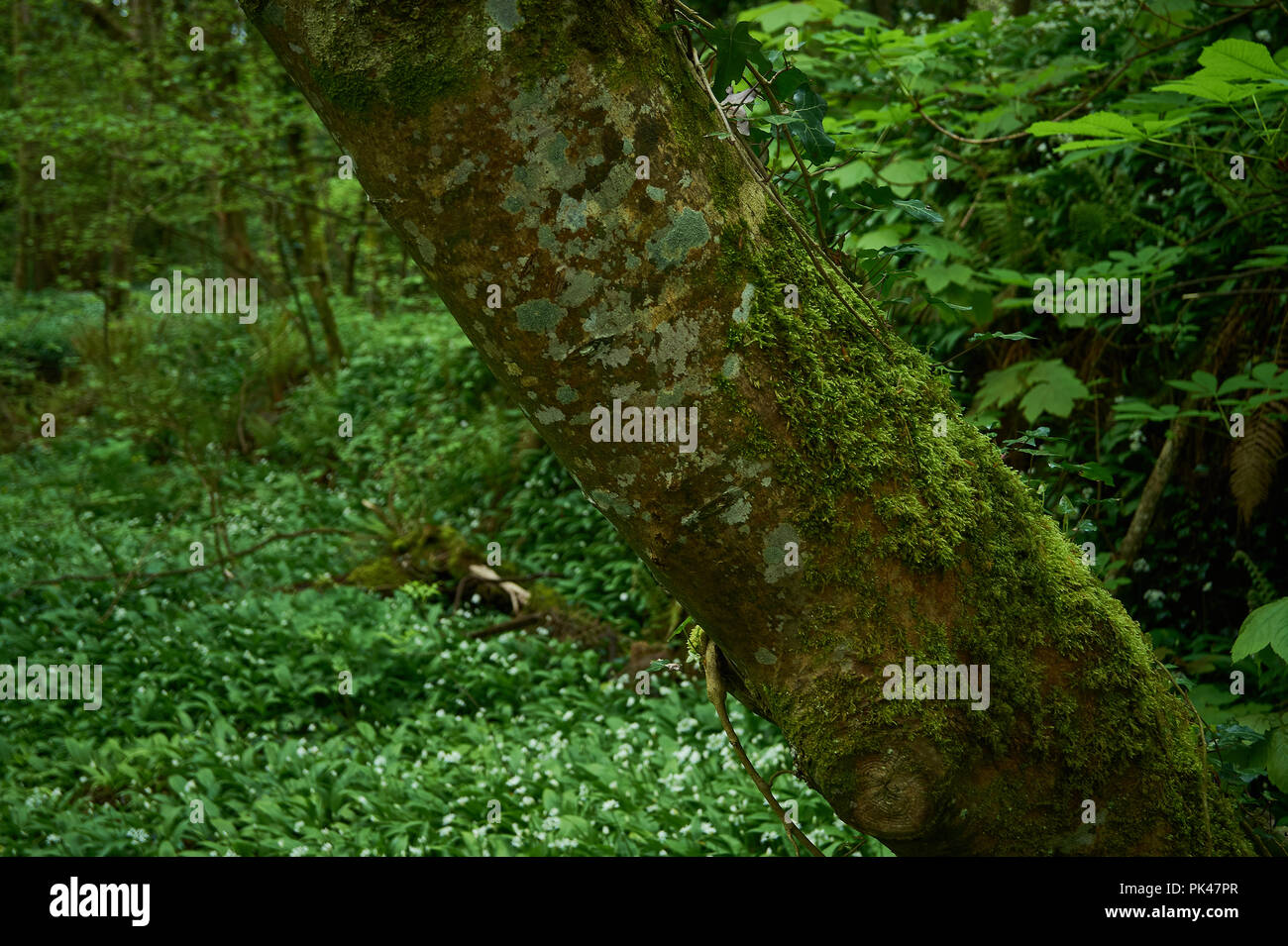 Green Spring forest with tree in focus & the background of the forest ...