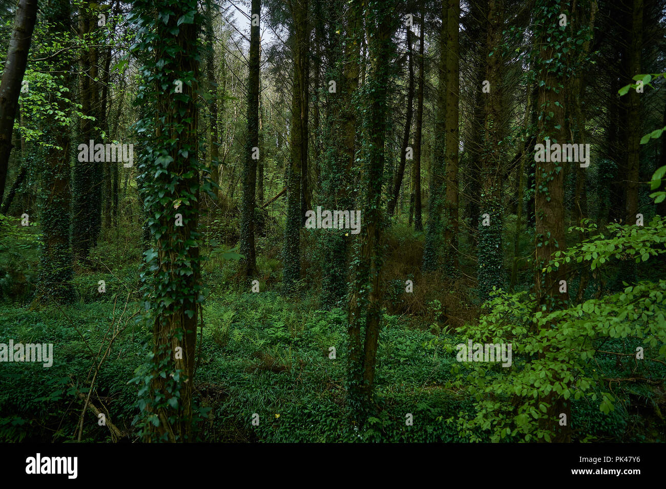 Dark forest ireland hi-res stock photography and images - Alamy