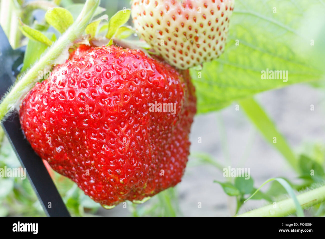 Close up of ripe red and unripe green strawberries growing on the bush ...