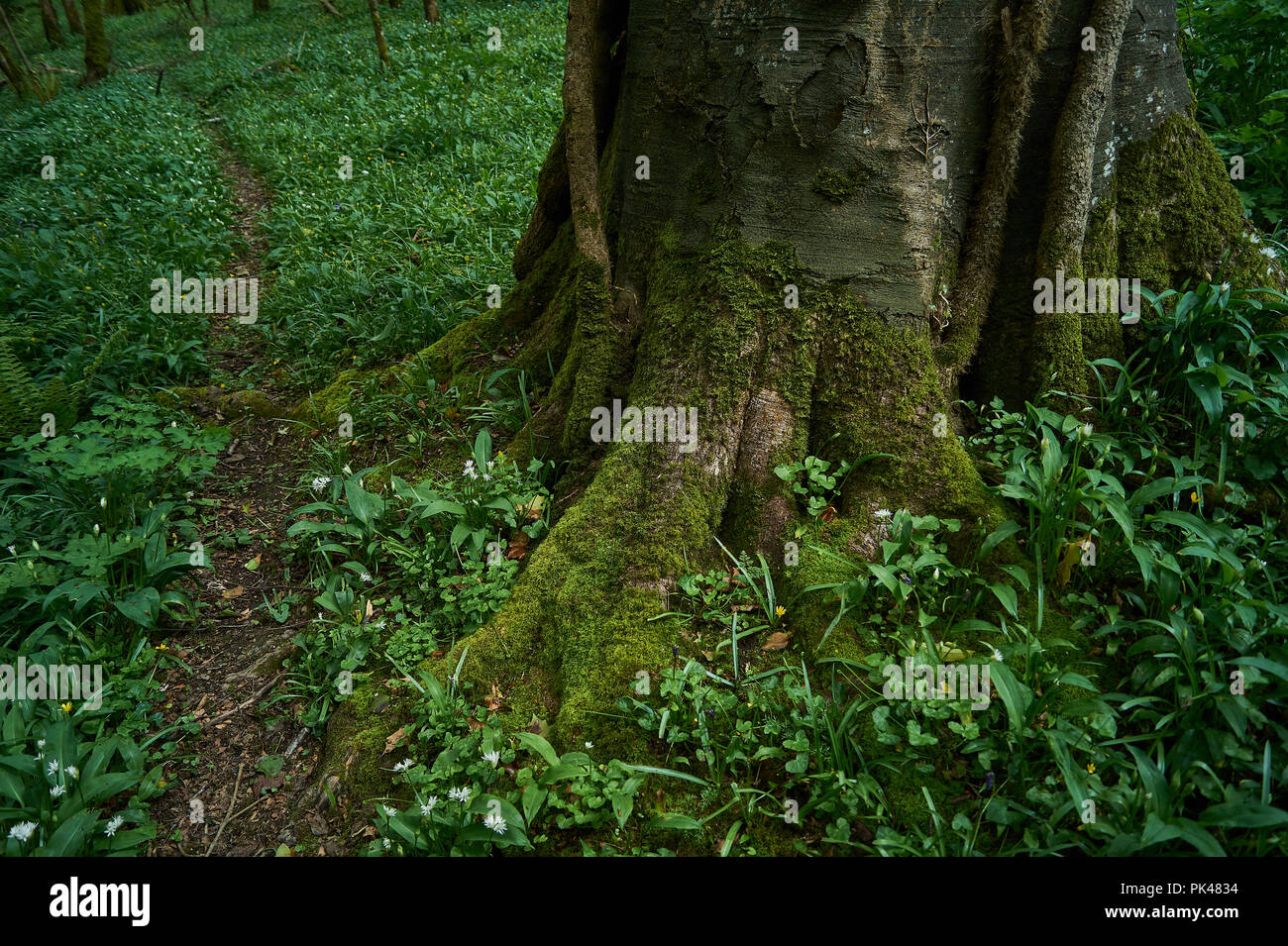 A little path-way going through the green forest with a tree be-side it ...
