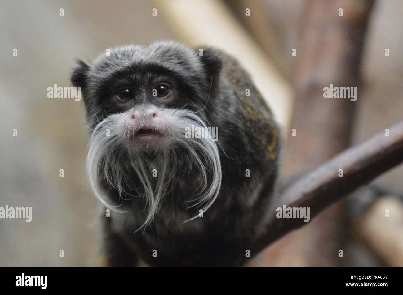Emperor tamarin on a branch Stock Photo - Alamy