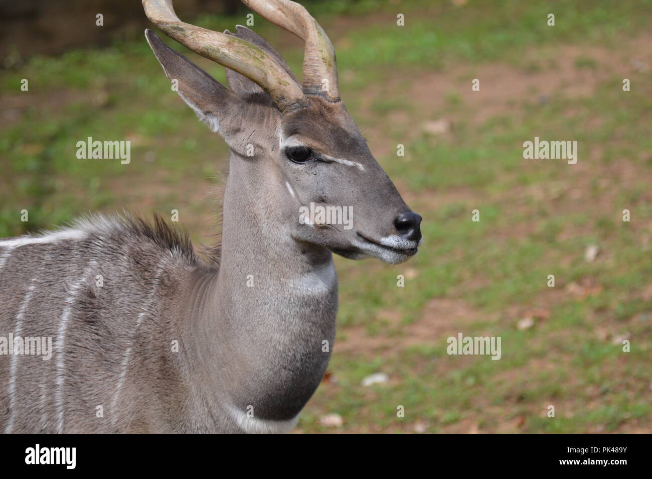 Kudu in the outdoors Stock Photo - Alamy