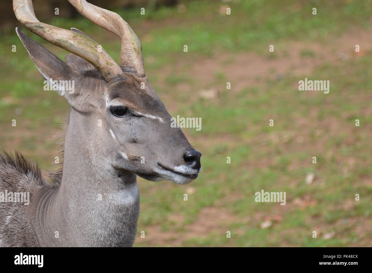 Kudu head hi-res stock photography and images - Alamy