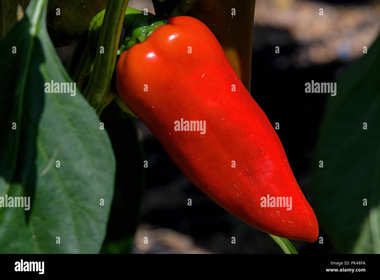 Sweet pepper plants hi-res stock photography and images - Alamy