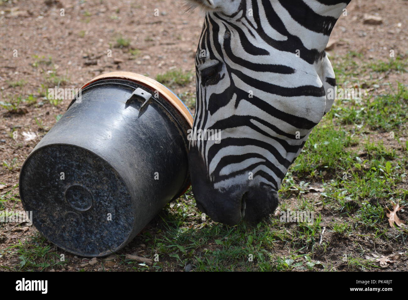 Zebra in the outdoors Stock Photo - Alamy