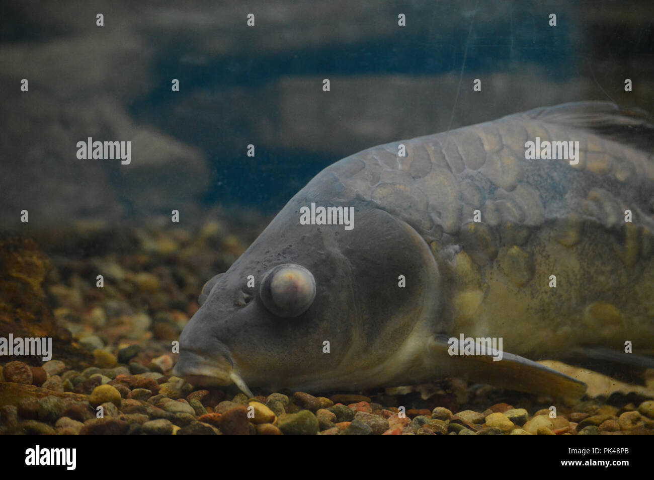 Marine carp hi-res stock photography and images - Alamy