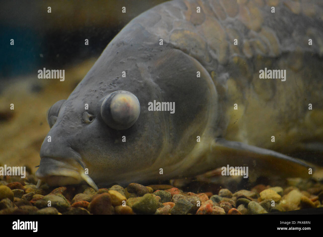 Marine carp hi-res stock photography and images - Alamy