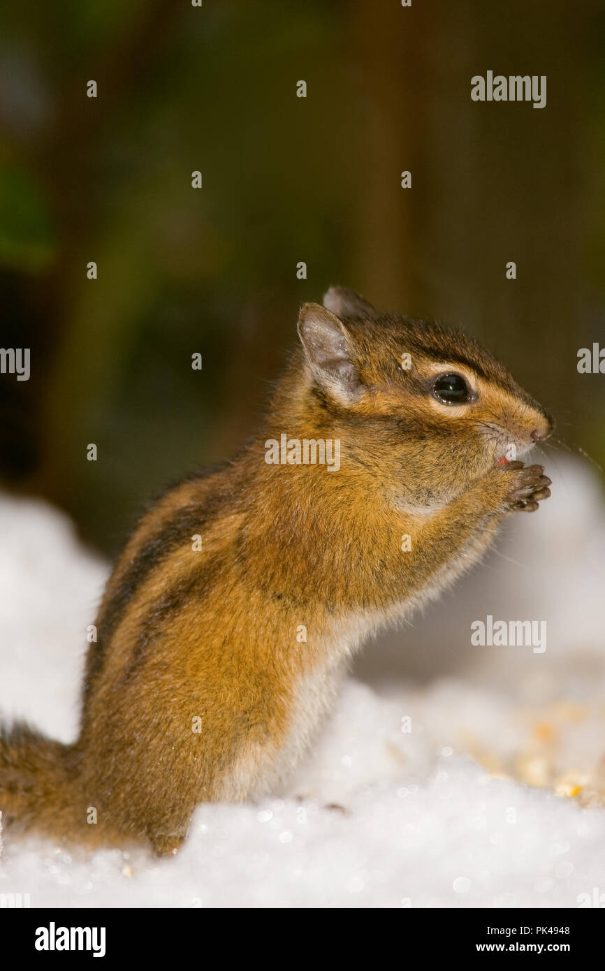 Primarily fruit eating bird hi-res stock photography and images - Alamy
